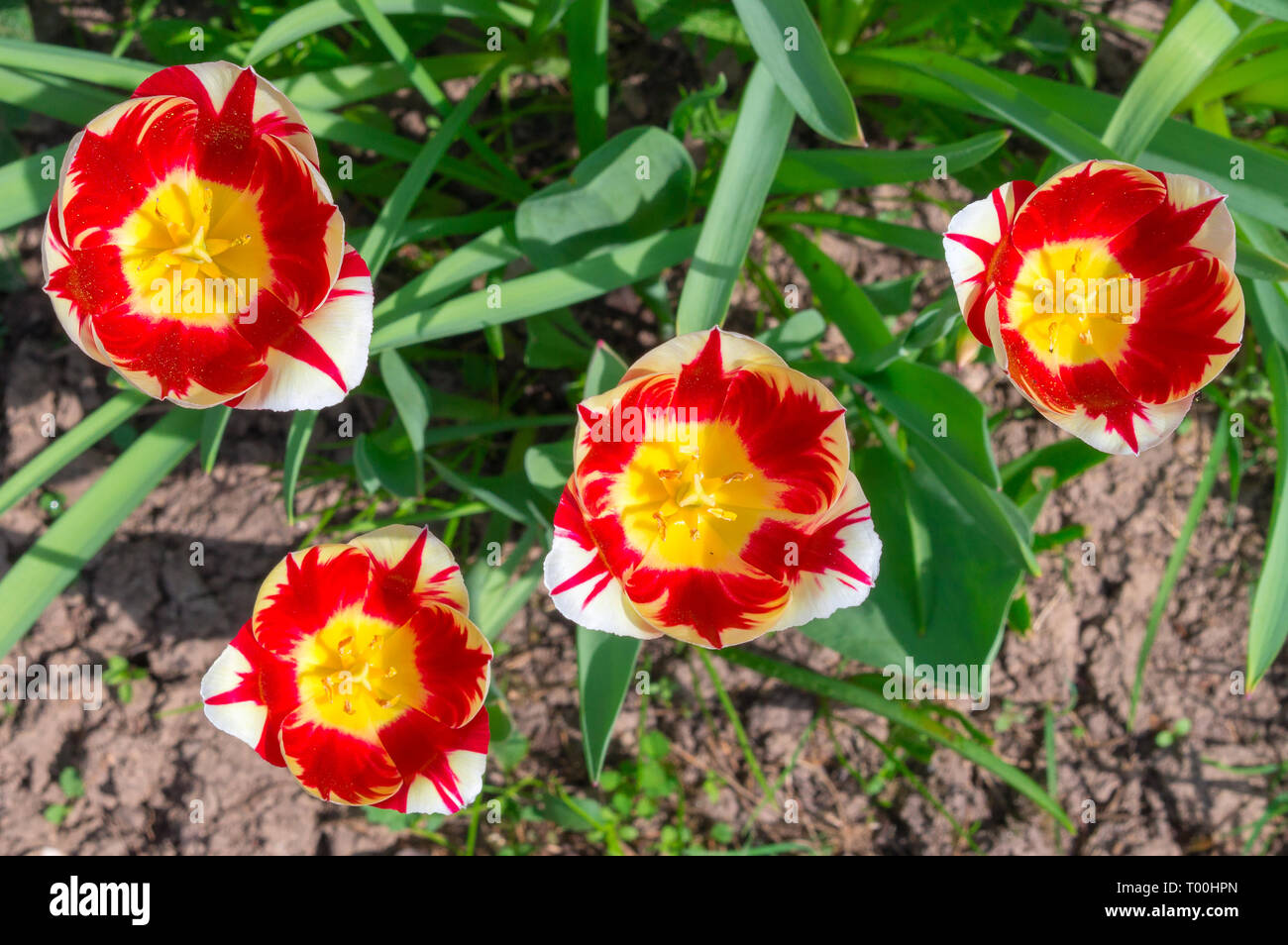 red-yellow tulips, top view, close up Stock Photo - Alamy