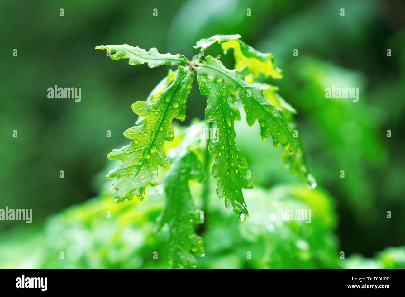 Close up oak tree after hi-res stock photography and images - Alamy