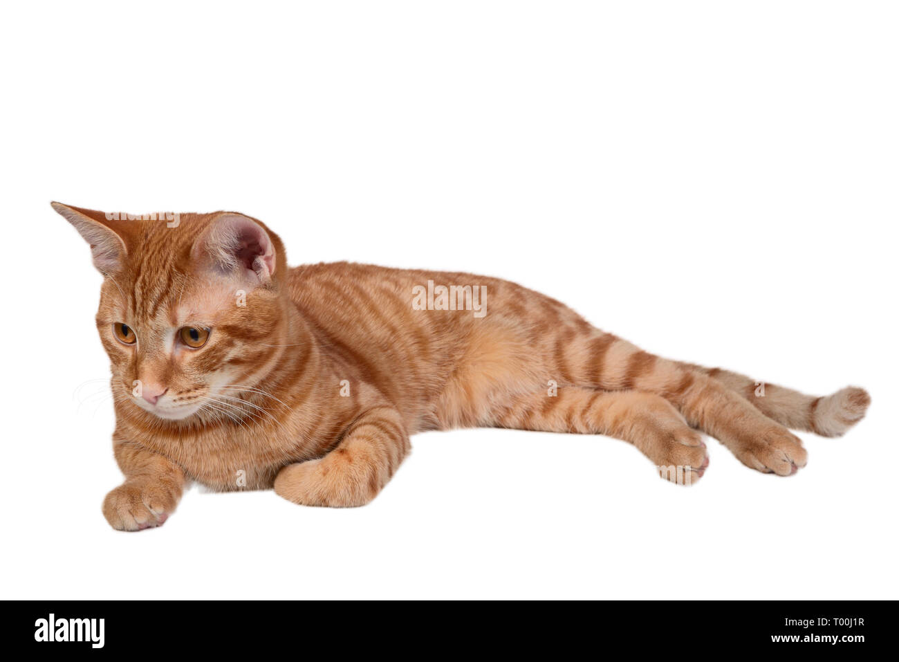 Furry cat lies on Cut Out Stock Images & Pictures - Alamy