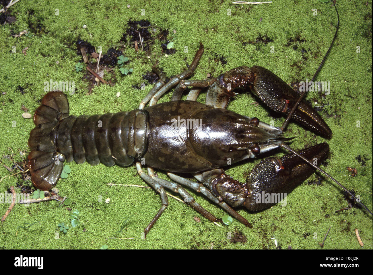 European or Noble crayfish (Astacus astacus Stock Photo - Alamy