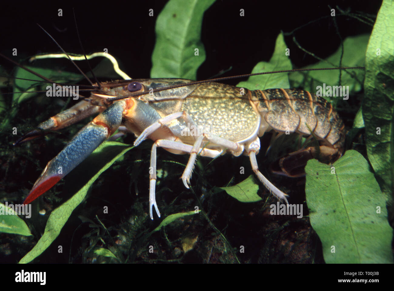 Australian red claw crayfish (Cherax quadricarinatus Stock Photo - Alamy