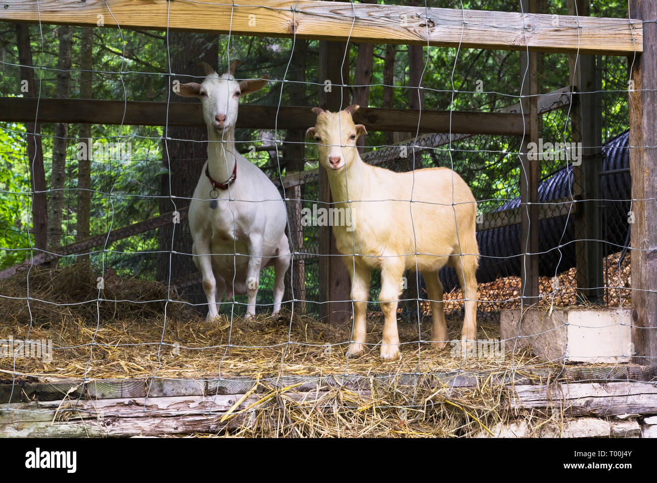Goats pen hi-res stock photography and images - Alamy