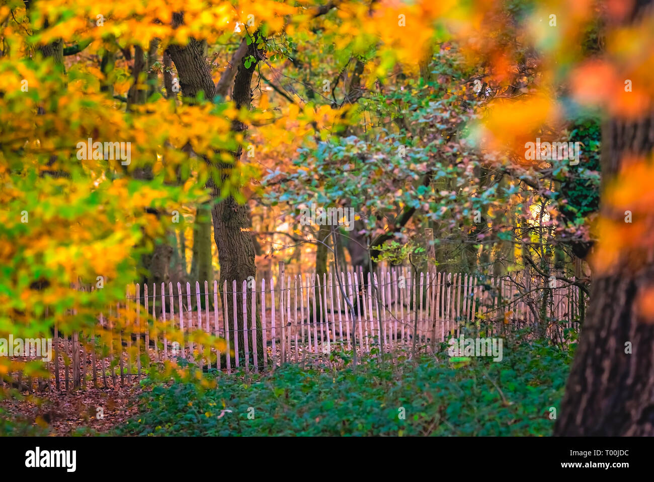 Wooden primitive fence in a park photographed in autumn Stock Photo - Alamy
