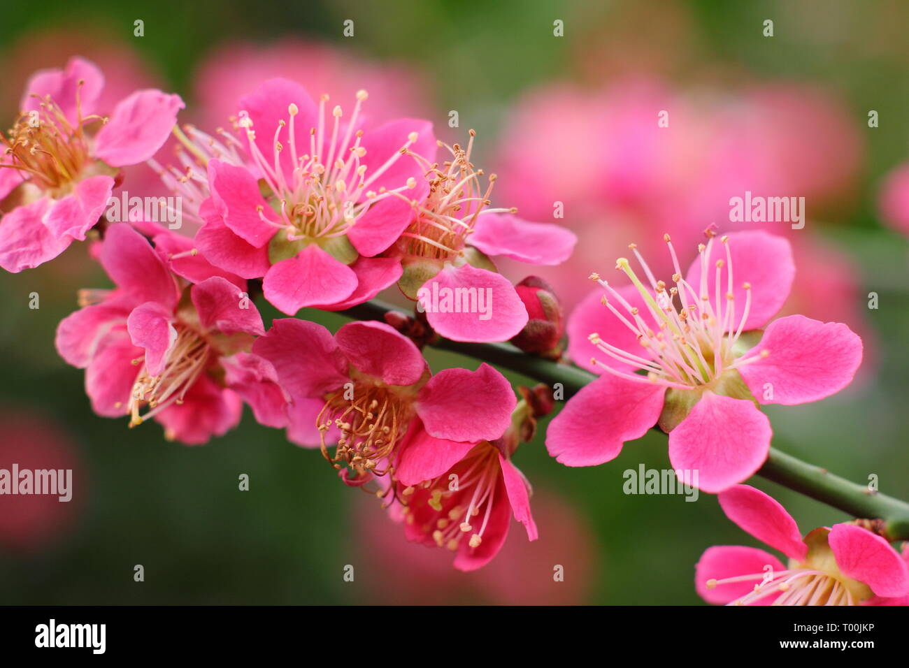 Prunus mume beni chidori bloom hi-res stock photography and images - Alamy