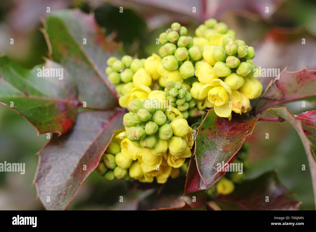 Winter foliage hi-res stock photography and images - Alamy
