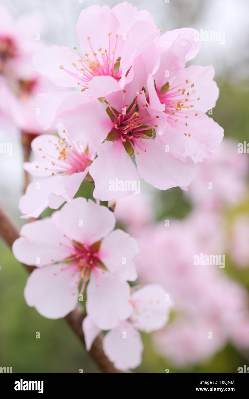 Prunus x persicoides hi-res stock photography and images - Alamy
