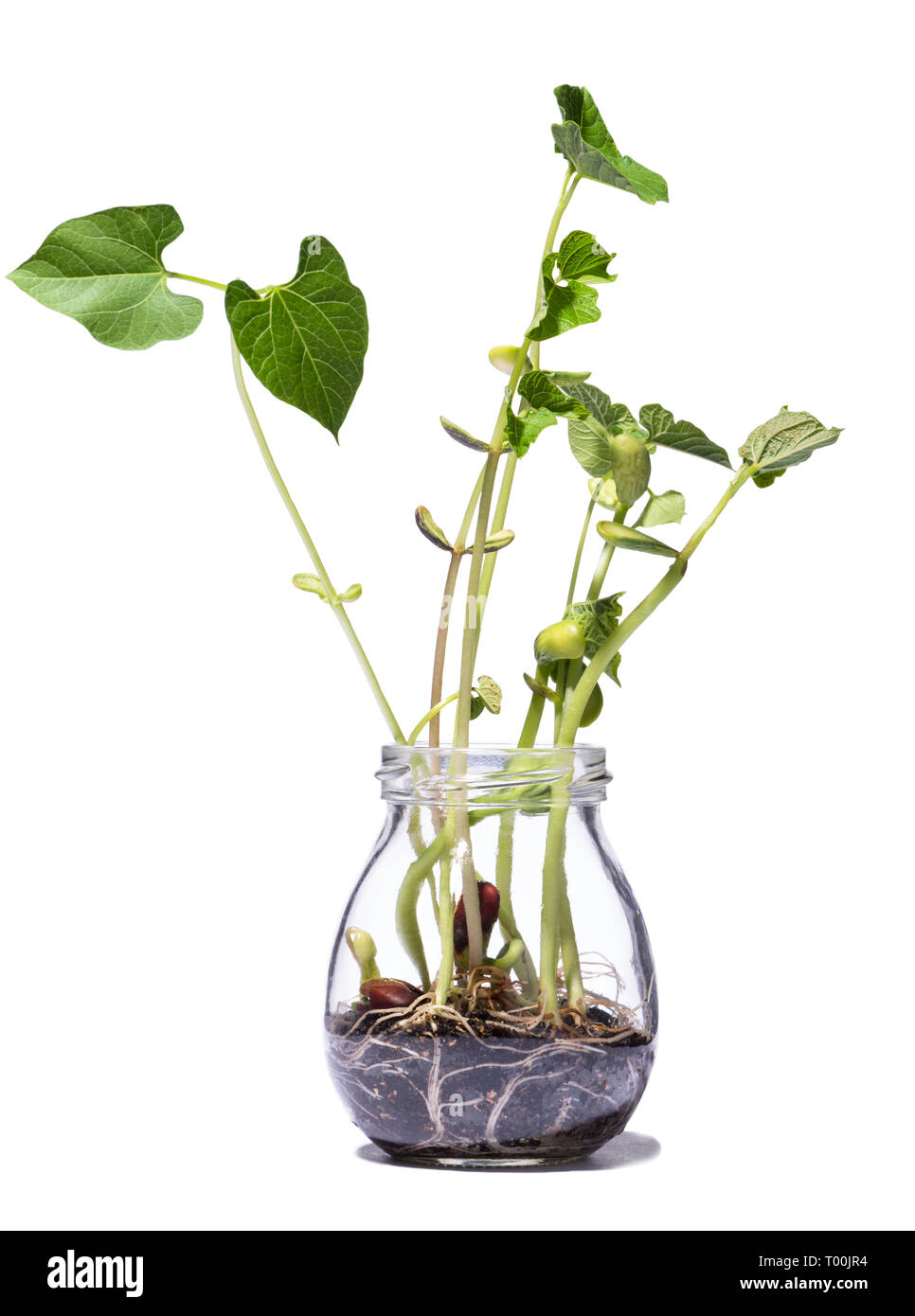 Lab food hi-res stock photography and images - Alamy