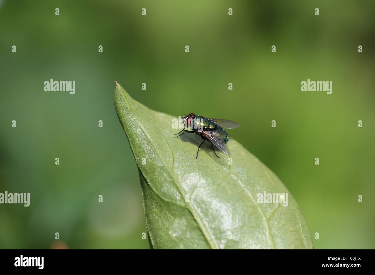 Gold bacteria hi-res stock photography and images - Alamy