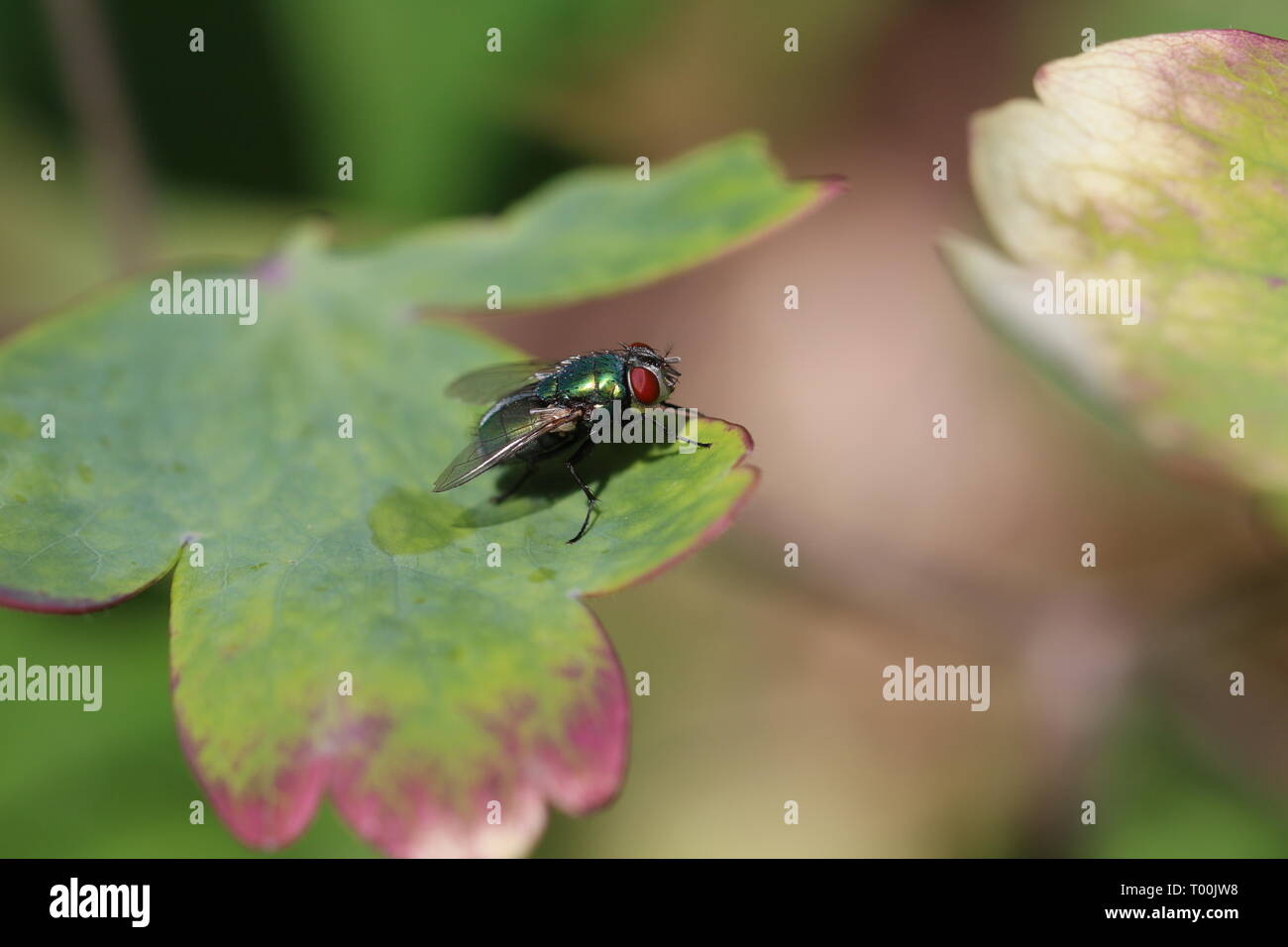Gold fly on a leaf Stock Photo - Alamy