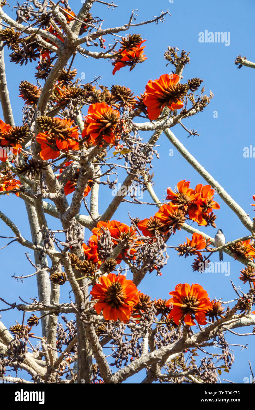 Coast Coral Tree, Erythrina caffra Stock Photo - Alamy