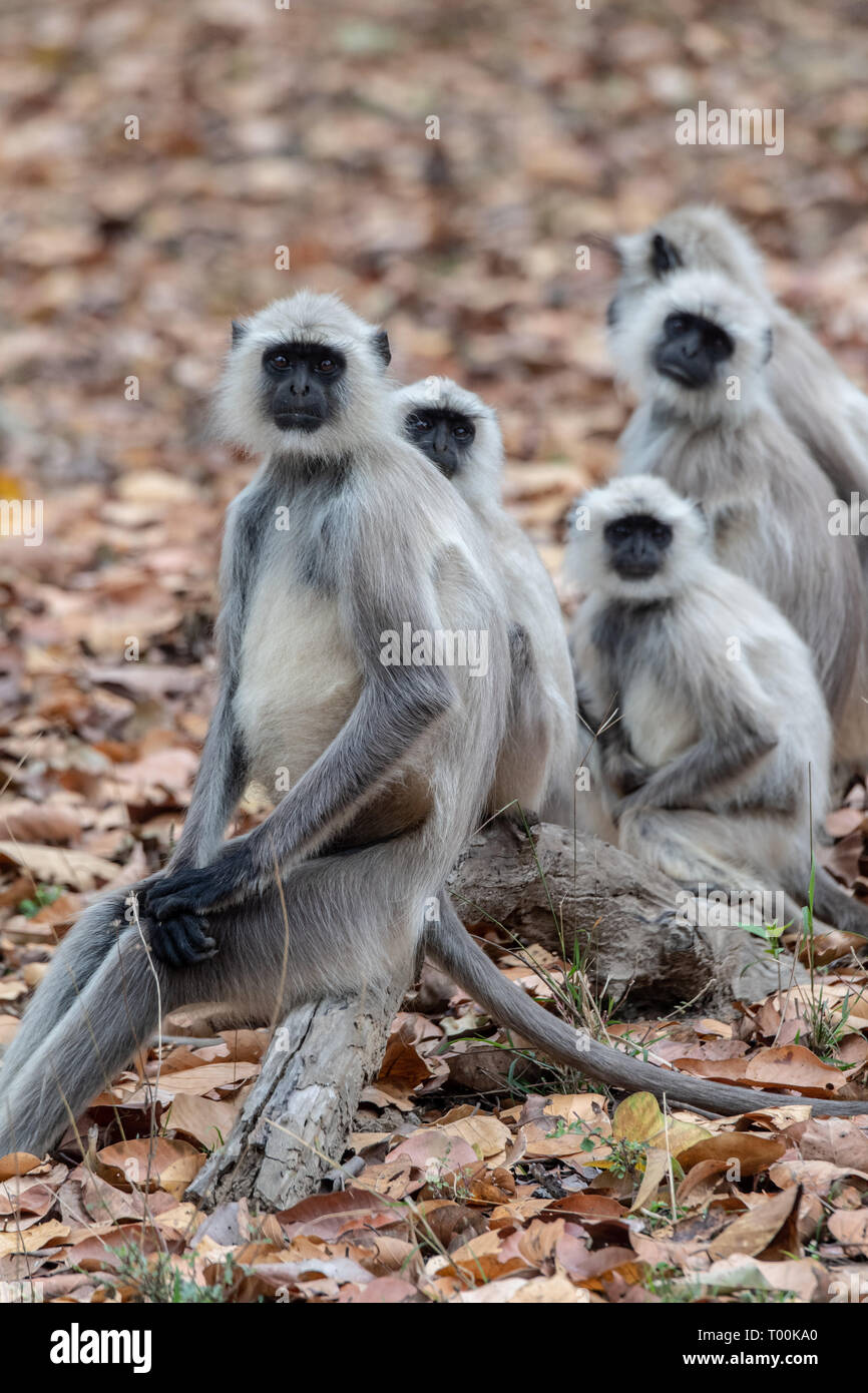 Gray langur(s) (Semnopithecus entellus) in India Stock Photo - Alamy