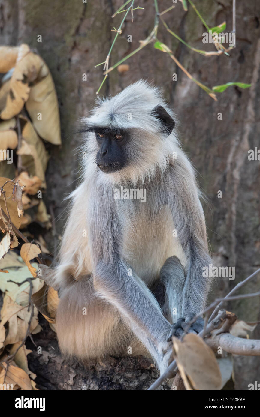 Gray langur(s) (Semnopithecus entellus) in India Stock Photo - Alamy