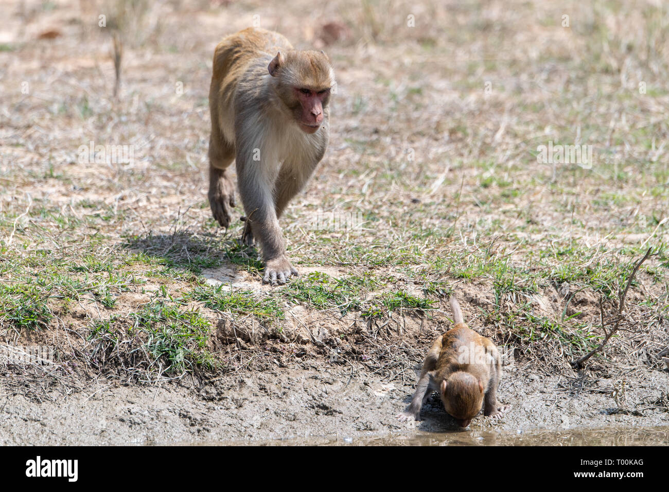 Rhesus Macaque (Macaca mulatta) of India Stock Photo - Alamy