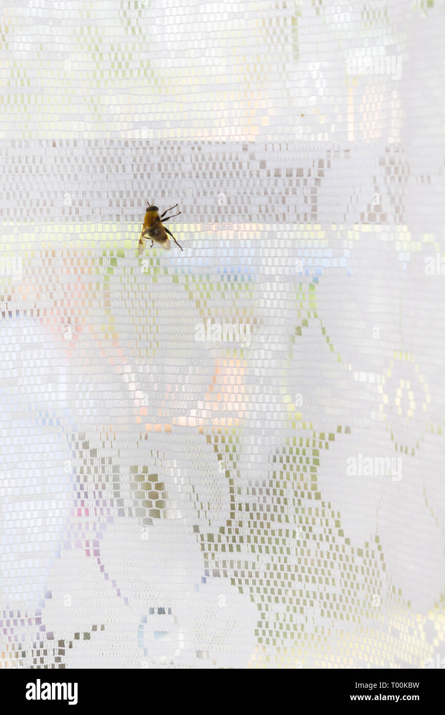 Fly curtain hi-res stock photography and images - Alamy