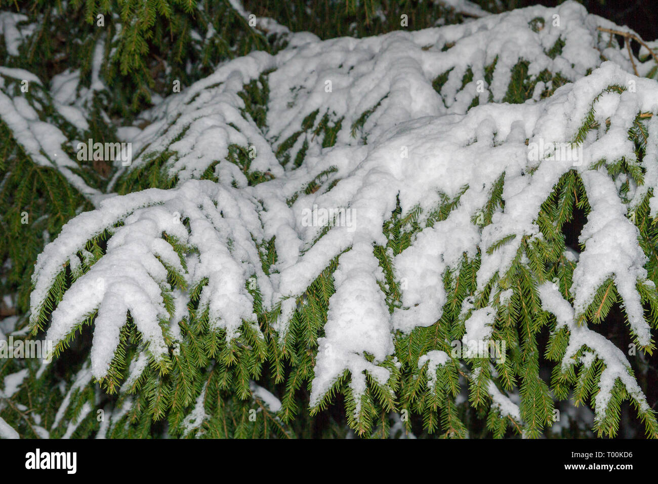 Big tree Christmas tree under snow at night Stock Photo - Alamy