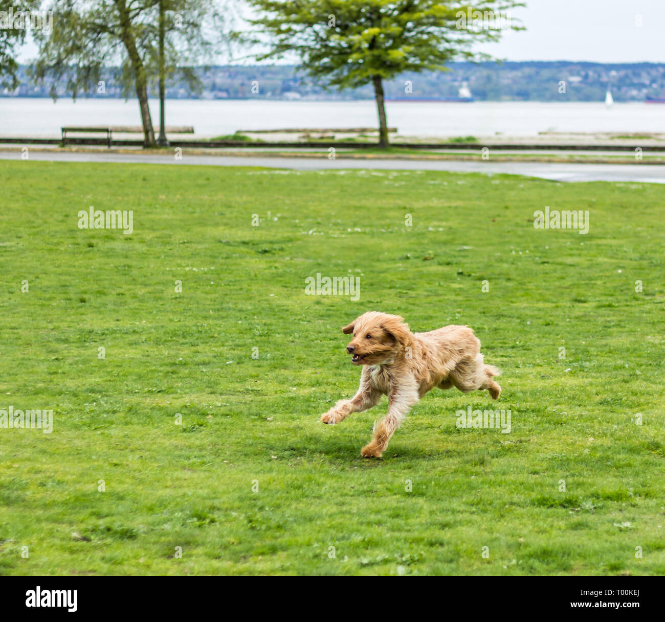 Labradoodle in a field hi-res stock photography and images - Alamy