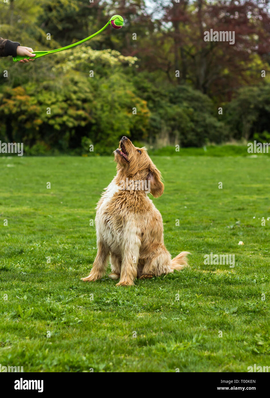 Happy Labradoodle dog running in a grassy field Stock Photo - Alamy