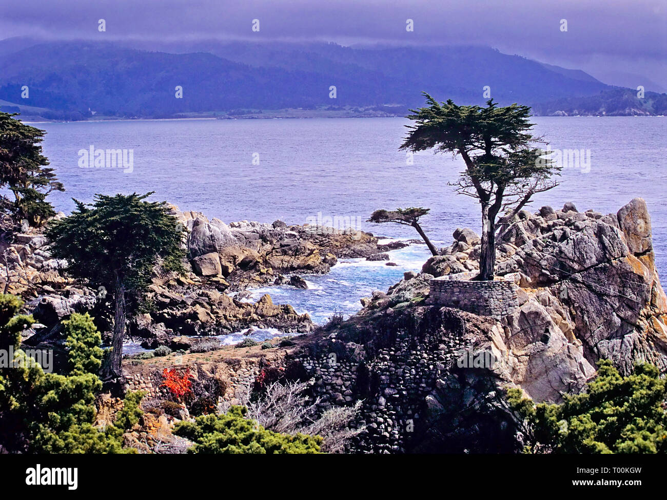 The lone cypress hi-res stock photography and images - Alamy