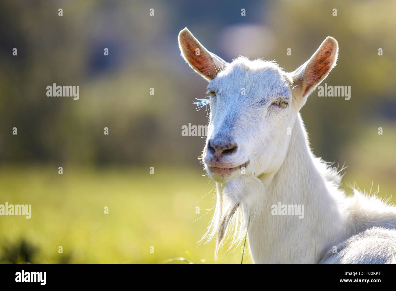Portrait of white goat with beard on blurred bokeh background. Farming ...