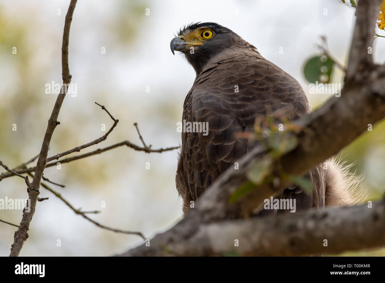 Perched Crested serpent eagle (Spilornis cheela) in India Stock Photo ...