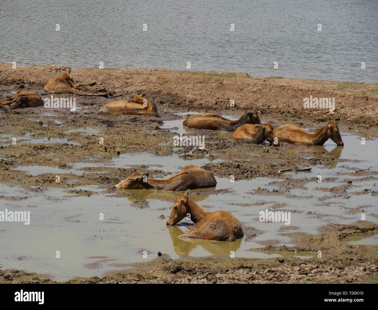 Medium close up of a herd of deer soaking in the mud to cool off on a ...