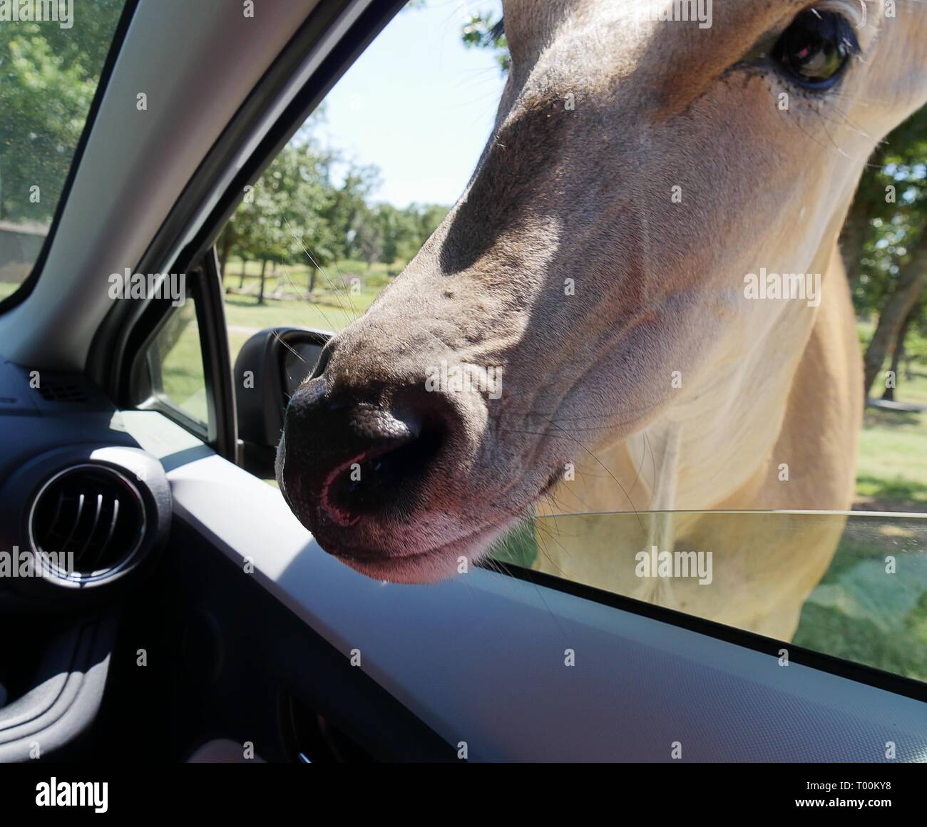 Close up shot of a cow’s head poking inside a vehicle’s window Stock ...