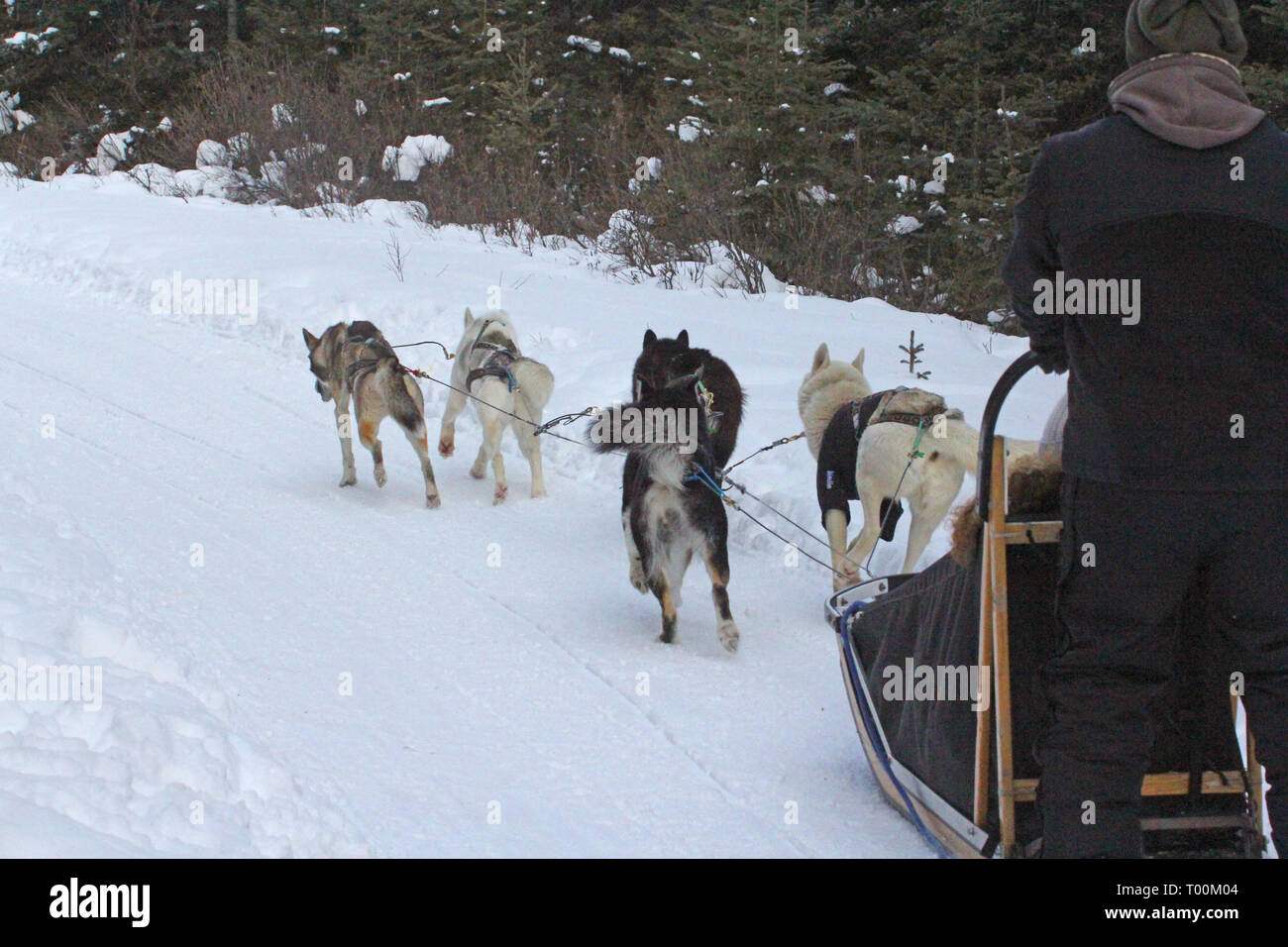 Dog sledding in Kananaskis Country in the Canadian Rockies in Alberta ...