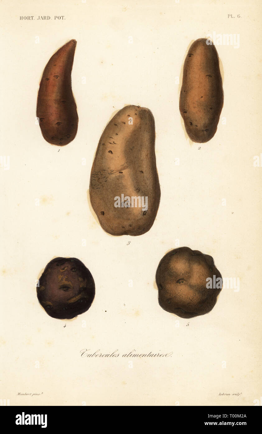 Jardin potager et jardin fruitier hi-res stock photography and images ...