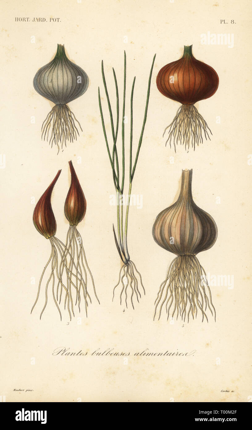 Allium sativum illustration hi-res stock photography and images - Alamy