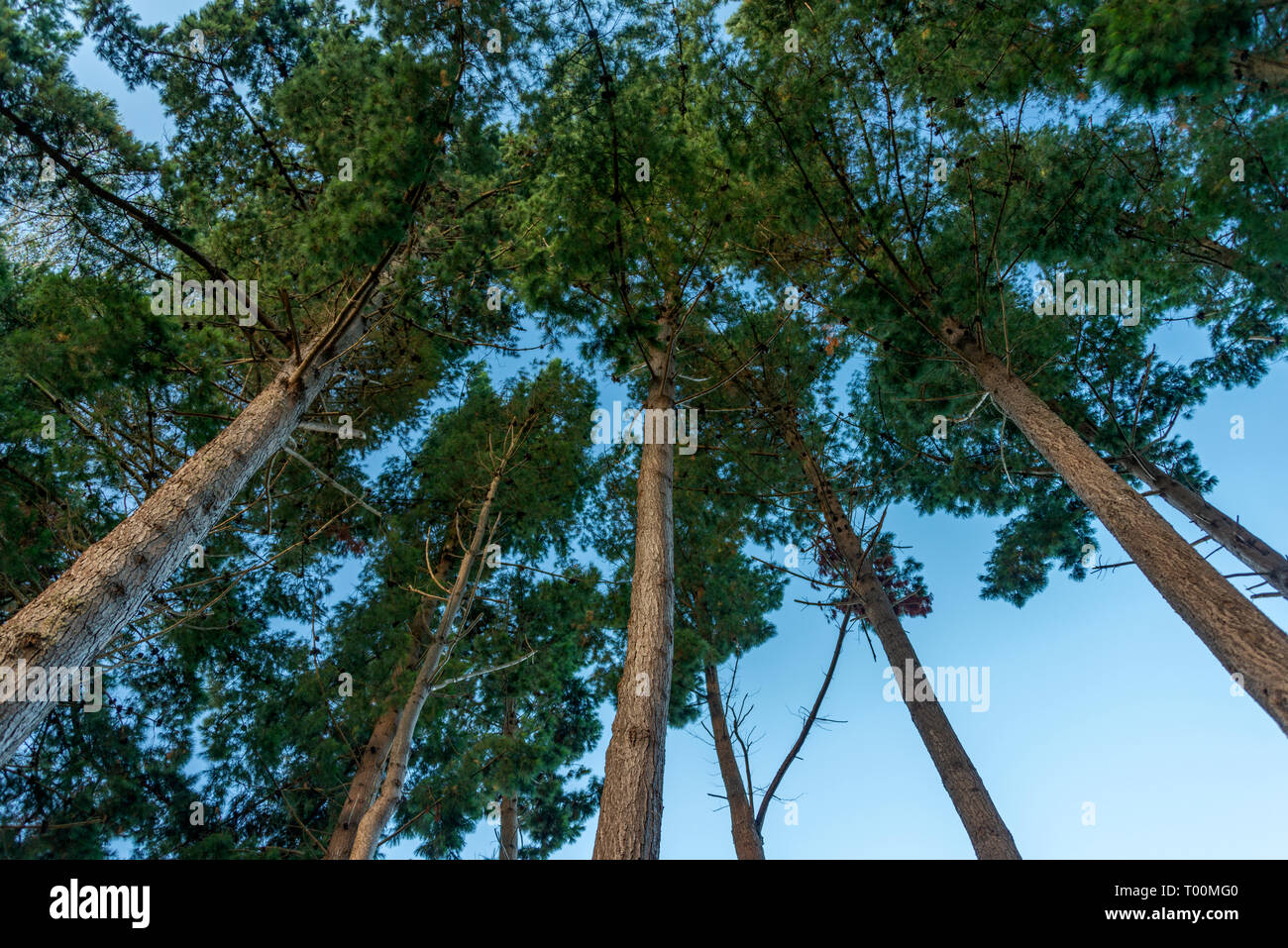 Tall canopy trees hi-res stock photography and images - Alamy