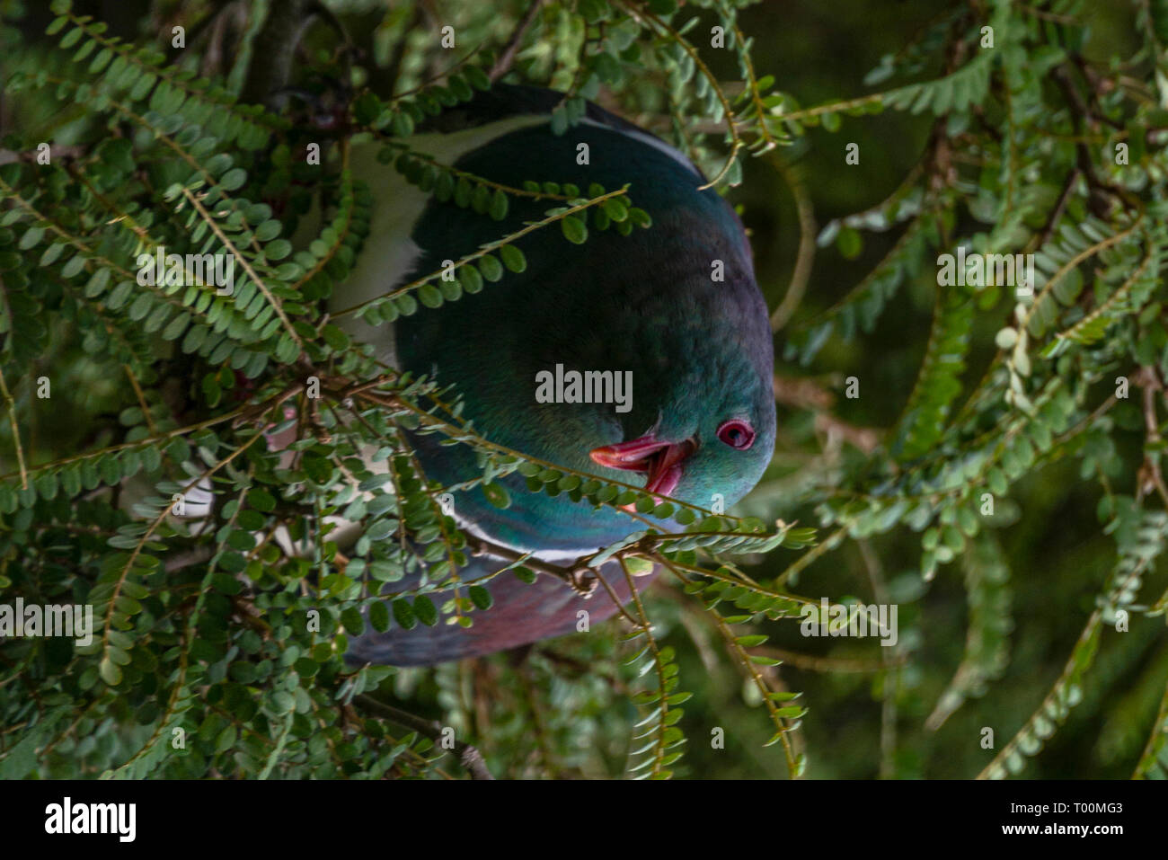 The Kereru, is a large pigeon, native to New Zealand. It's about twice ...