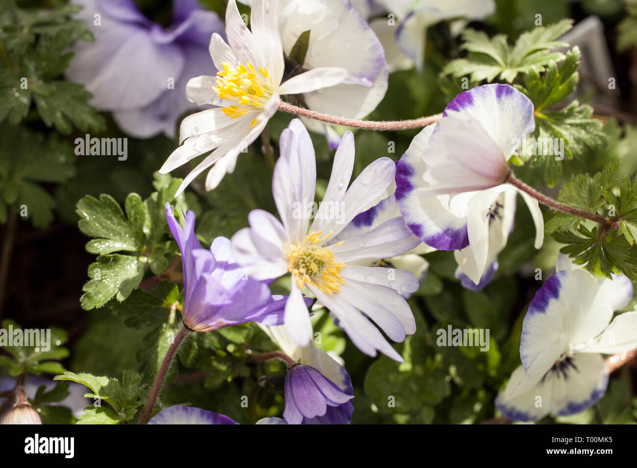 Purple anemones in spring in hi-res stock photography and images - Alamy