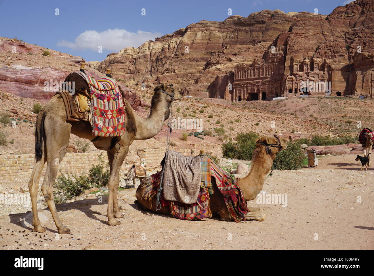 Camels in the Middle East (Jordan, Wadi Rum Stock Photo - Alamy