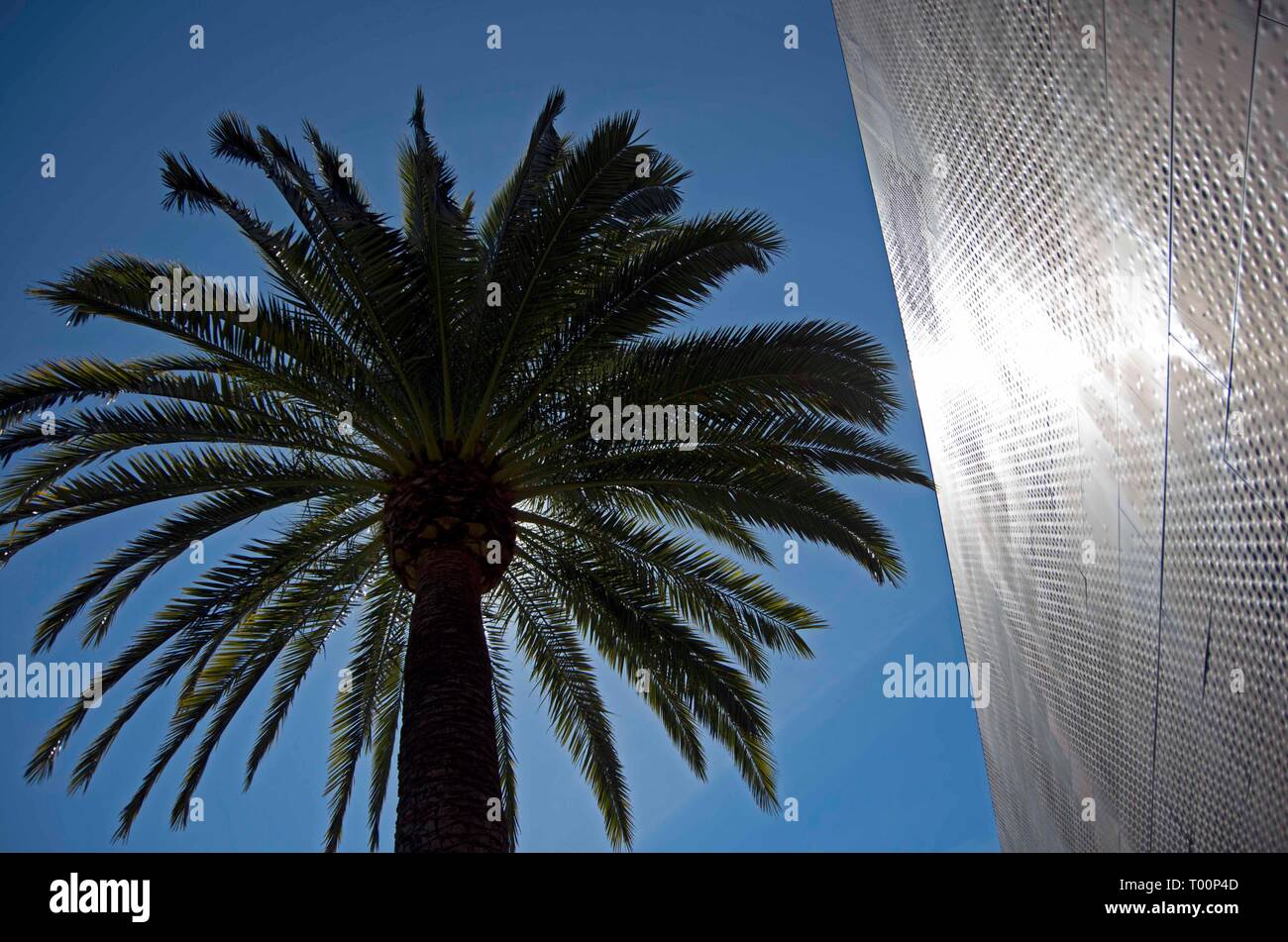Many palm trees stand outside of the De Young Museum in San Francisco ...
