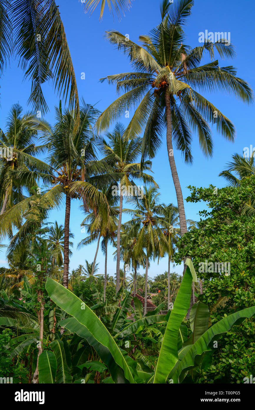 Coconut trees on Lombok Island, Indonesia. Lombok is an Indonesian ...