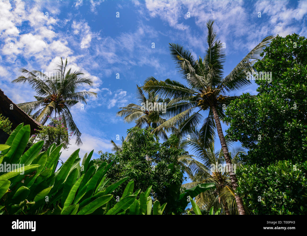 Coconut trees on Lombok Island, Indonesia. Lombok is an Indonesian ...
