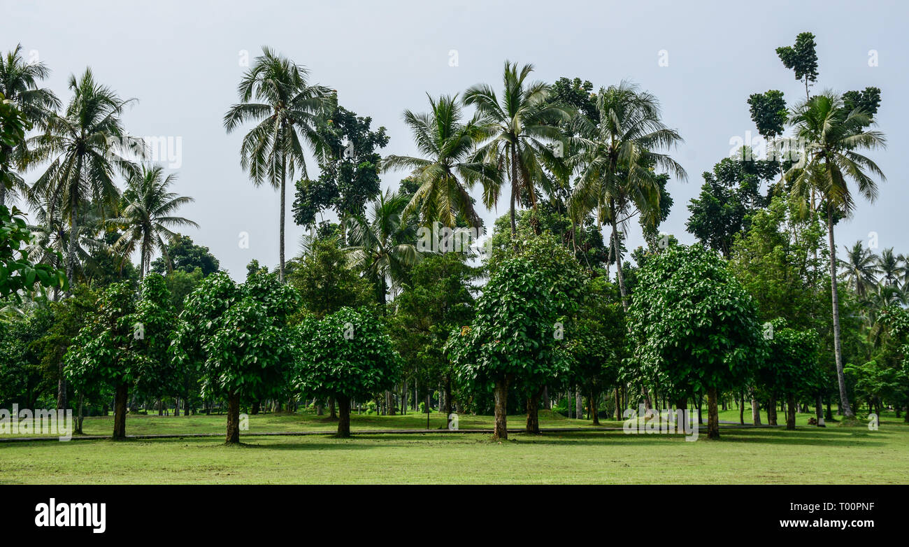 Tropical plantation at summer day on Java Island, Indonesia Stock Photo ...