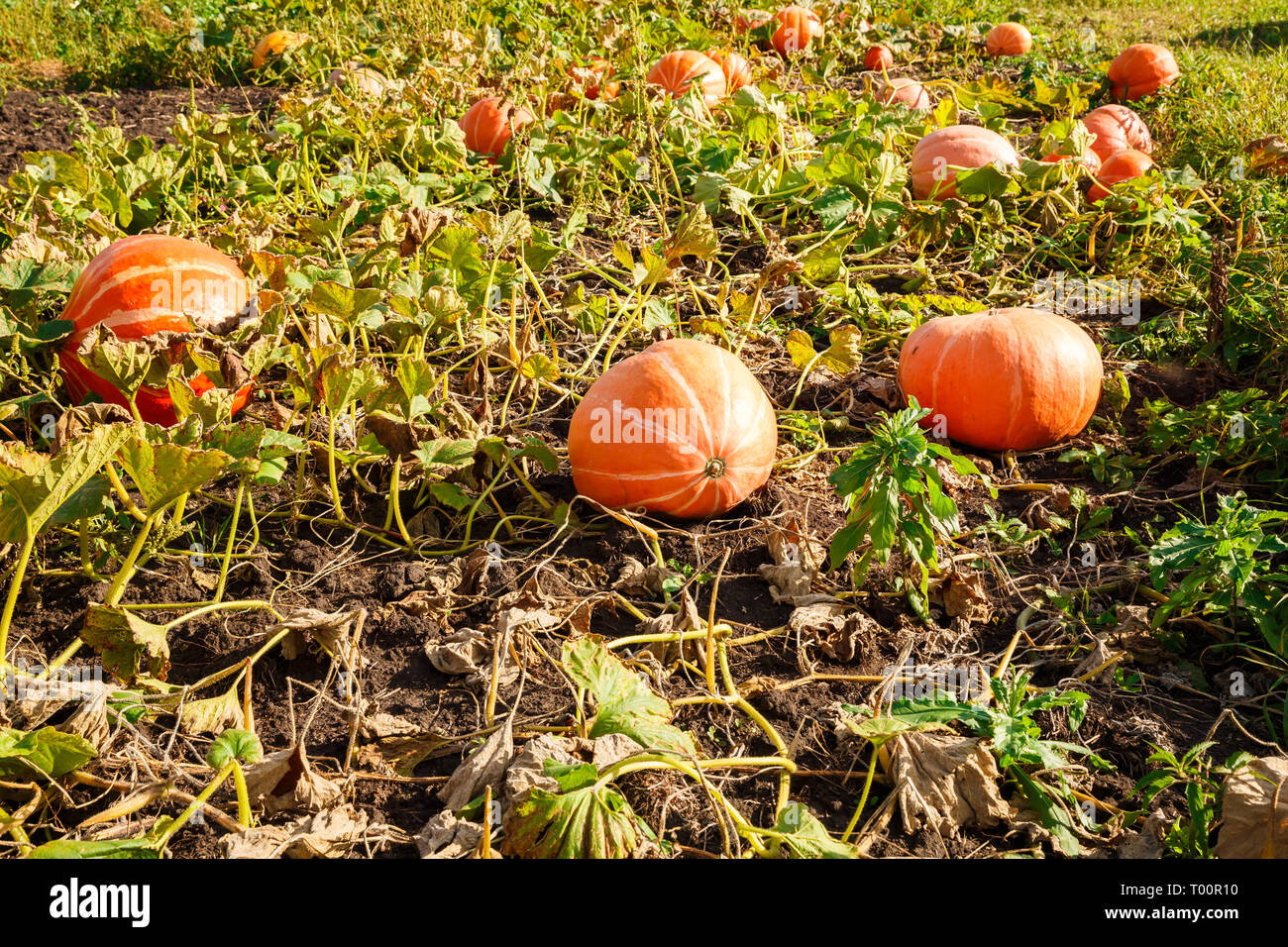 Pumpkins in the garden hi-res stock photography and images - Alamy