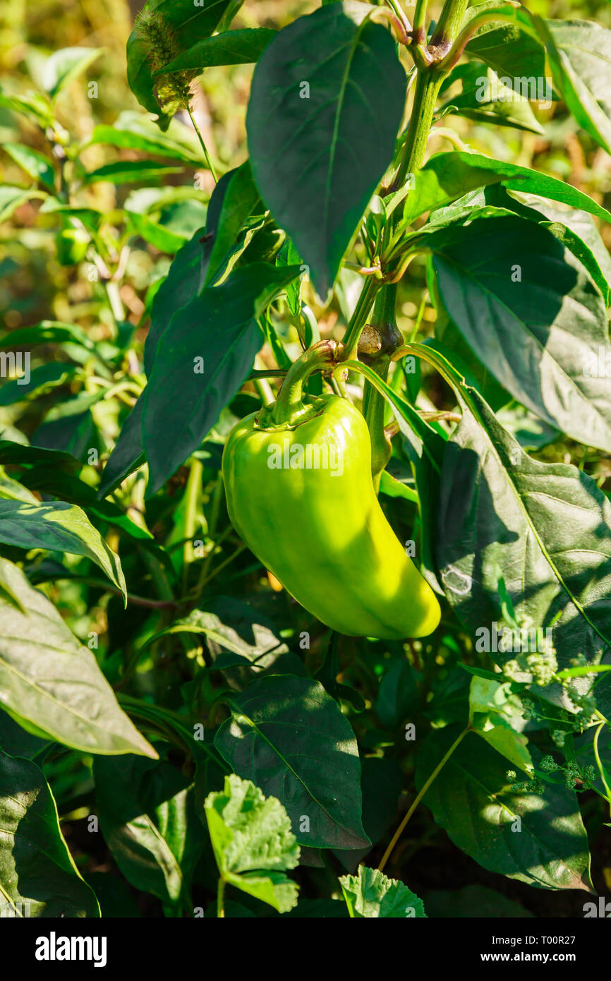 Green pepper garden hi-res stock photography and images - Alamy