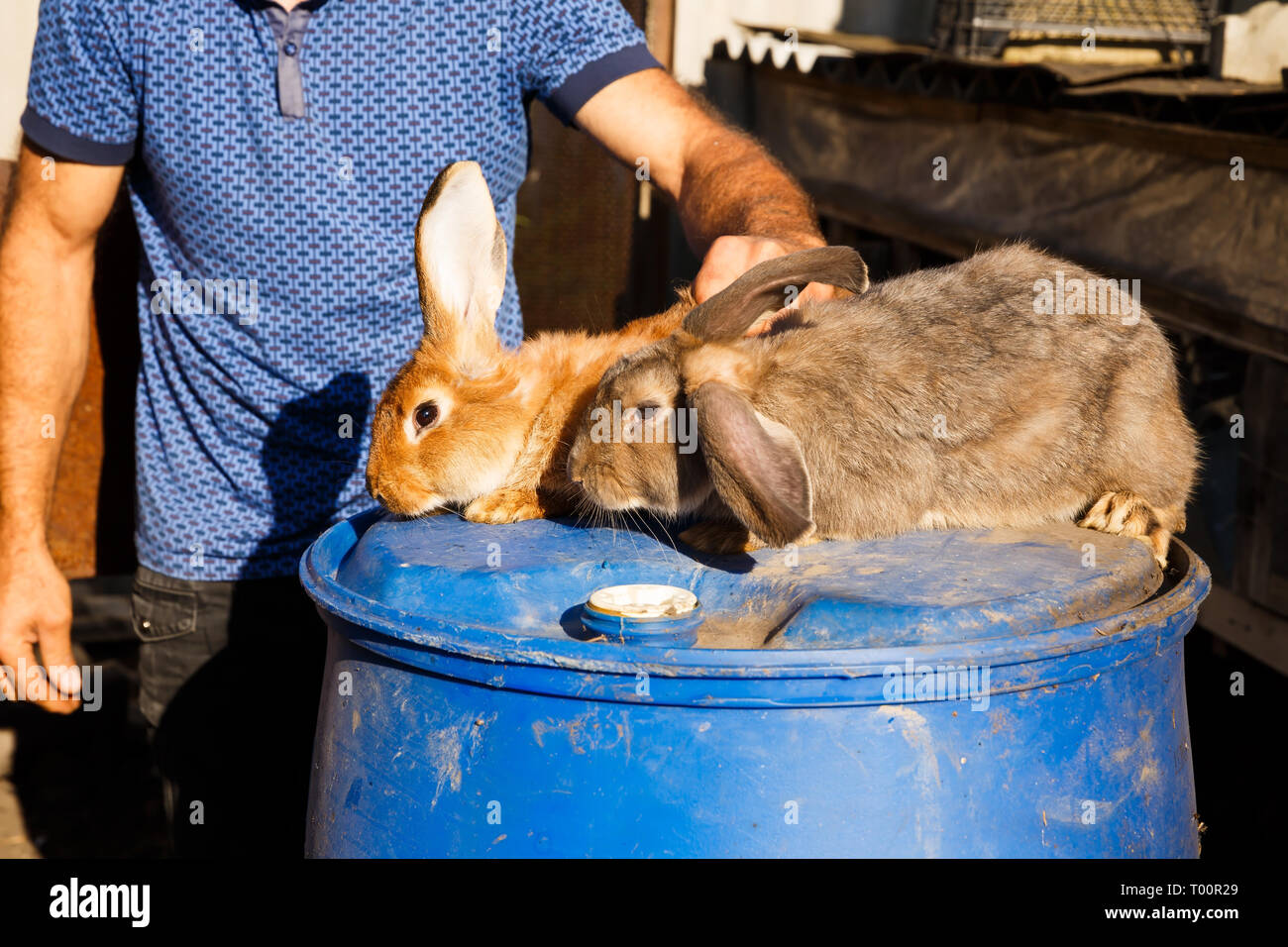 Hand holding rabbit hi-res stock photography and images - Alamy