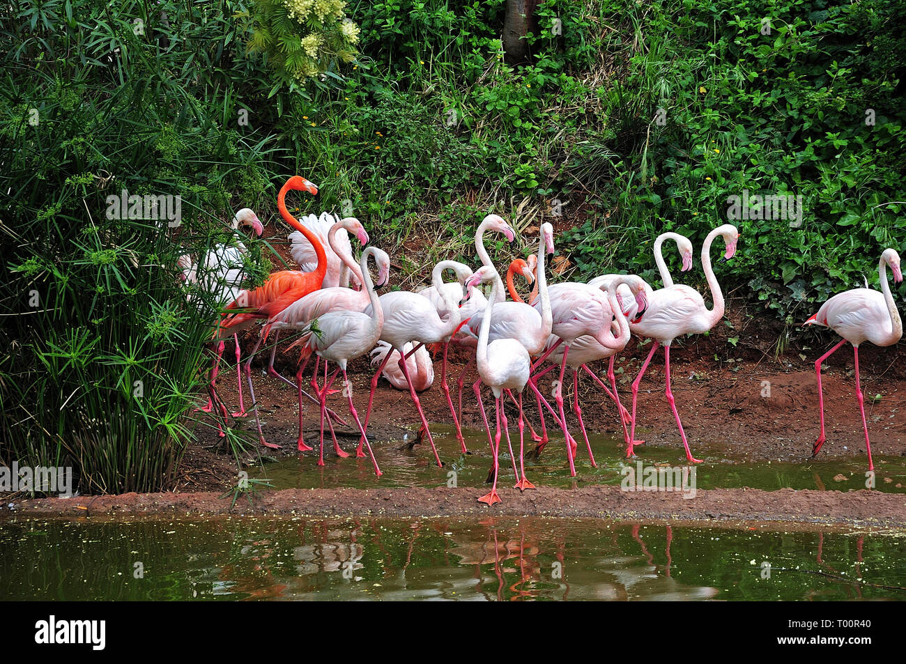 group of flamingos with long pink legs at lake shore Stock Photo - Alamy
