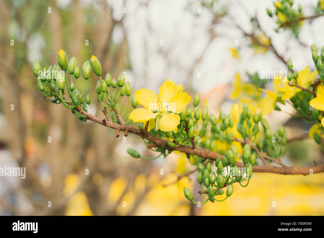 Ochna integerrima flower popularly or yellow Mai. Ochna integerrima is ...