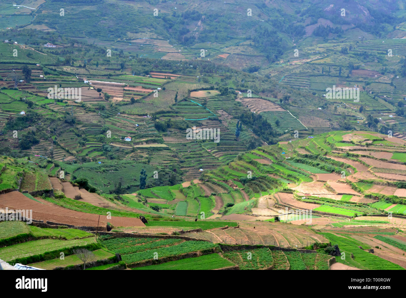 Step cultivation in Poombarai Stock Photo - Alamy