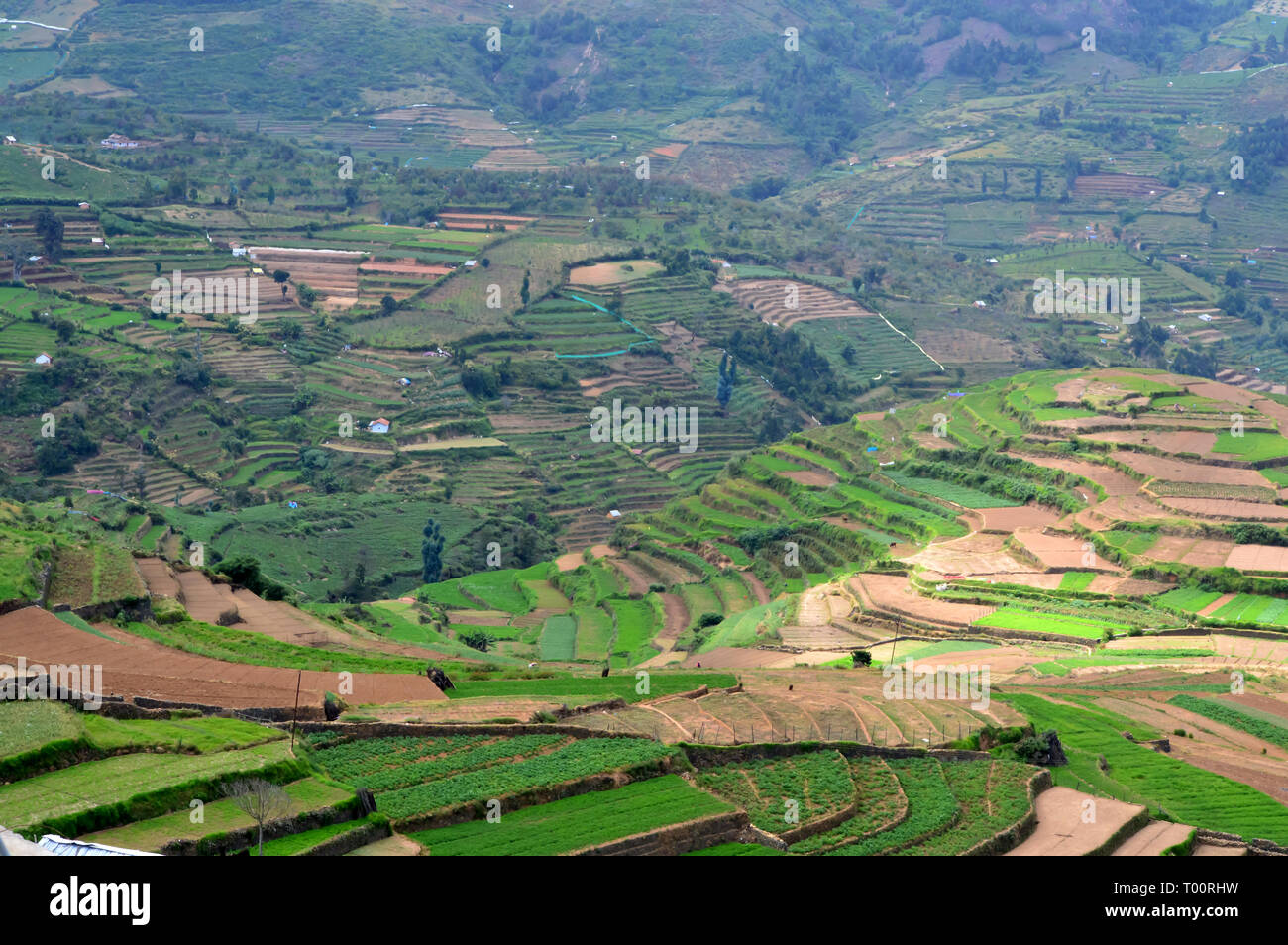 Step cultivation in Poombarai village Stock Photo - Alamy
