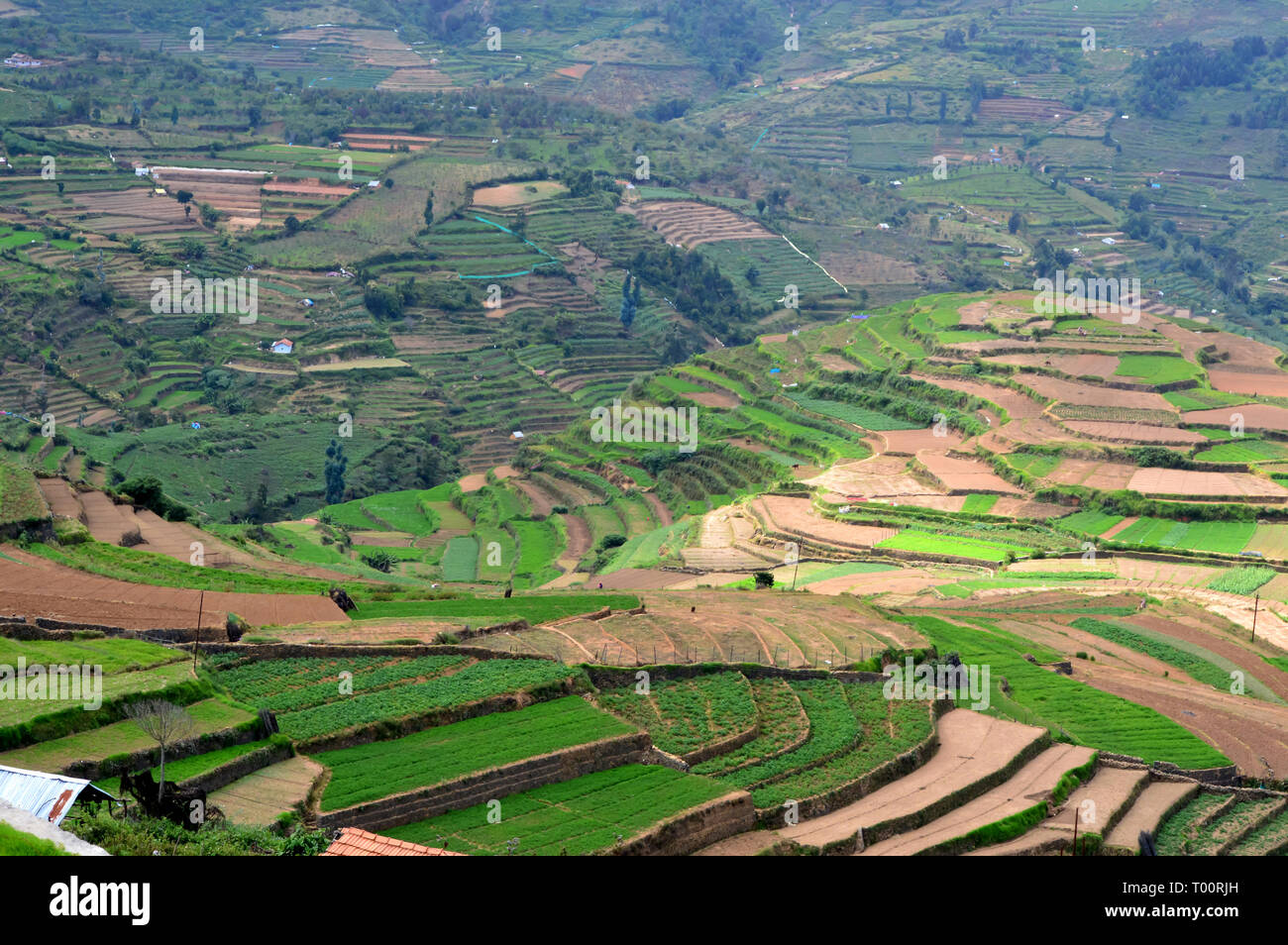 Beautiful step cultivation in Poombarai village Stock Photo - Alamy