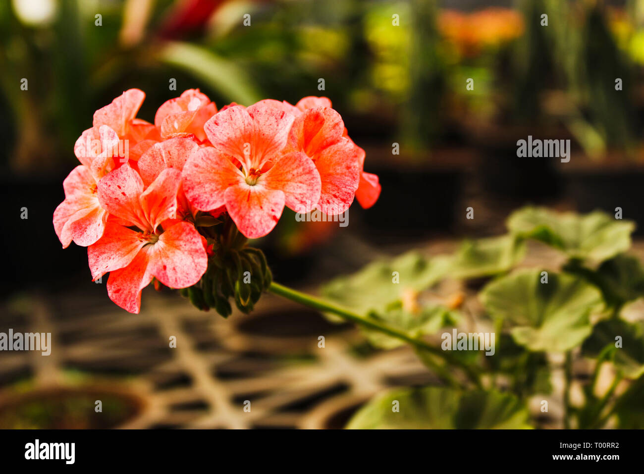 Geranium cutting hi-res stock photography and images - Alamy