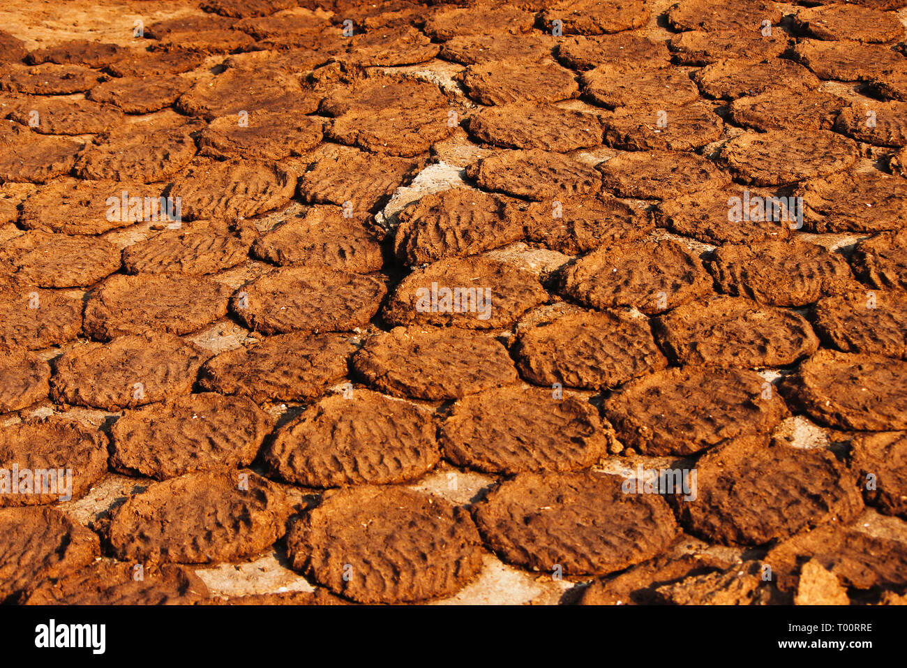Cow dung also known as cow pats, cow pies or cow manure drying Stock Photo - Alamy