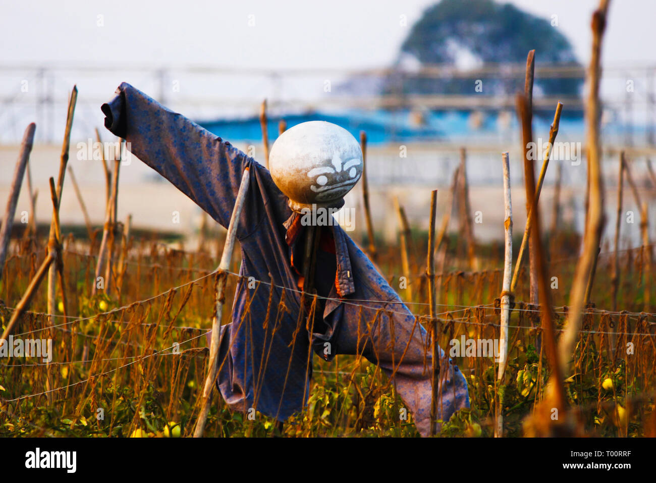 Scare crow in the field to protect the crops Stock Photo - Alamy