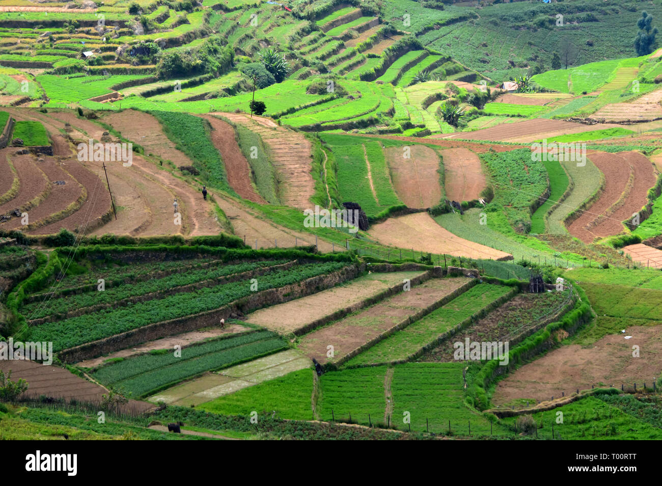 Poombarai Village and terraced farming in Kodaikanal Stock Photo - Alamy