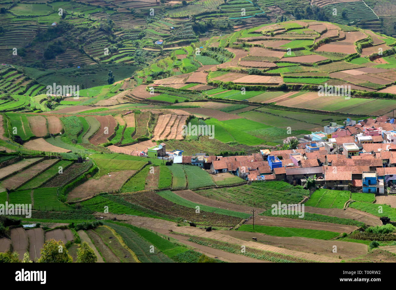 Poombarai Village and terraced farming in Kodaikanal Stock Photo - Alamy